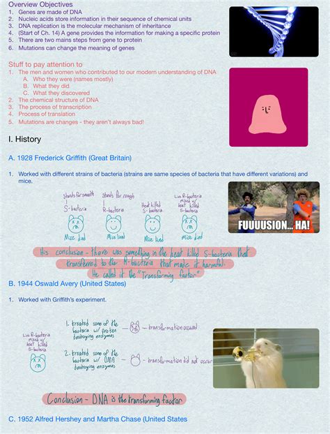 Dna Structure Components Functions And Discovery