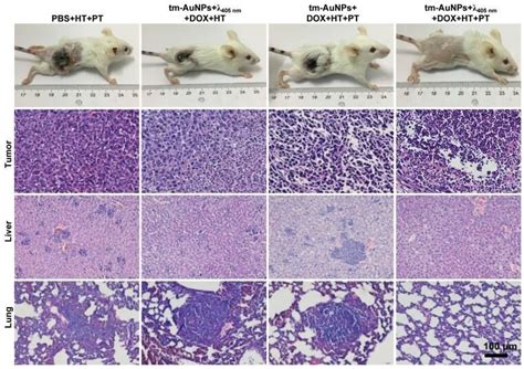 Photographs Of Representative Mice In Each Group And The Tumor Were Download Scientific Diagram
