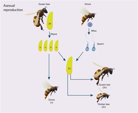 Bestäubungsdiagramm Der Honigbiene