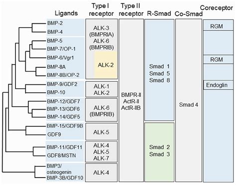 Figure 2 From Bmp Signaling Pathway In Dentin Development And Diseases