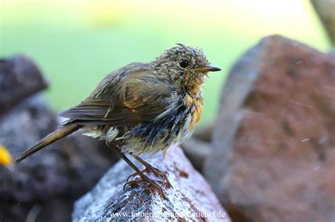 Fotografie Ingrid Michel Vogelportr T Rotkehlchen Erithacus Rubecula
