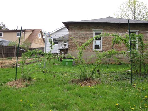 Wright Garden Chronicles Black Raspberry Trellis
