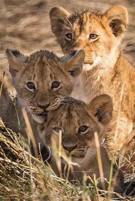 Lion Evolution According To Genome Sequencing Artofit