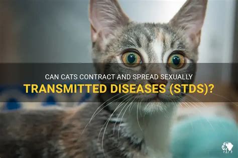 Can Cats Contract And Spread Sexually Transmitted Diseases Stds PetShun