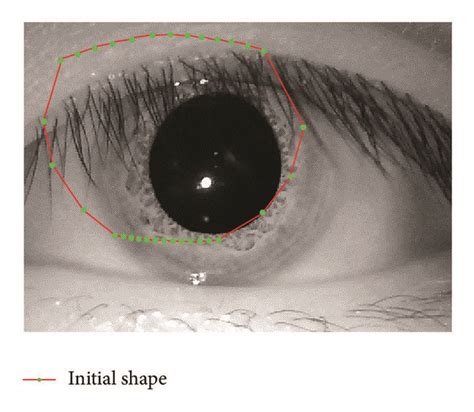 initial shape of iris outer boundary download scientific diagram
