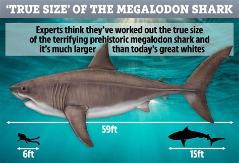 Human Compared To Megalodon This A Bit Megalodon Teeth Are Similar To Those Of The Great White