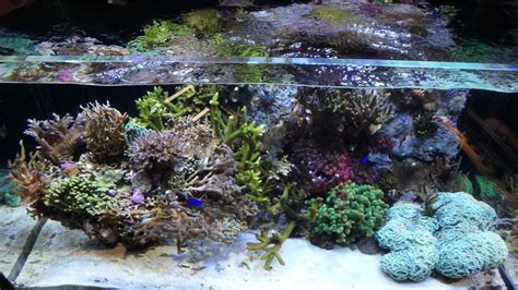 Triton Progress Pictures Page Reef Reef