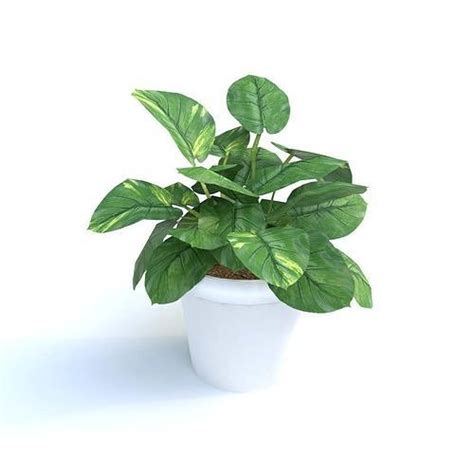 3d Model Golden Pothos Plant Vr Ar Low Poly Cgtrader