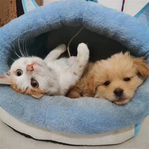 阆中流浪动物救助站 Youtube