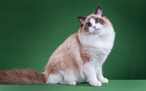 Рэгдолл особенности породы