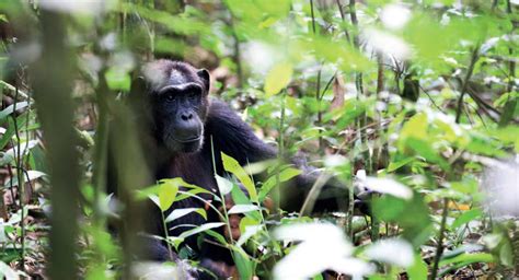 How Geospatial Technology Can Help The Finance Sector Address Biodiversity Ambitions