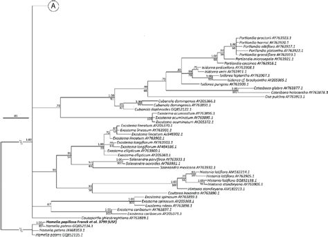 Bayesian Phylogeny Of ITS Sequences With Posterior Probability Above Download Scientific