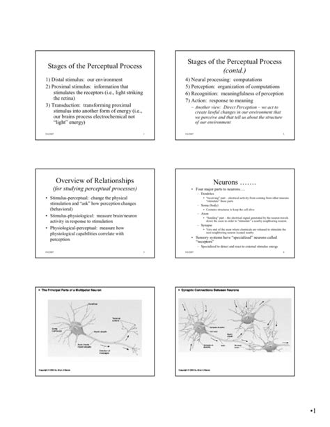 Stages Of The Perceptual Process