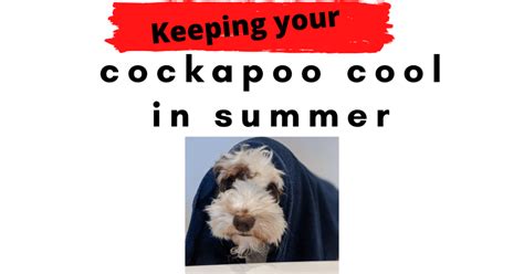 How To Keep Your Cockapoo Cool During Hot Summer Days Cockapoo Pride