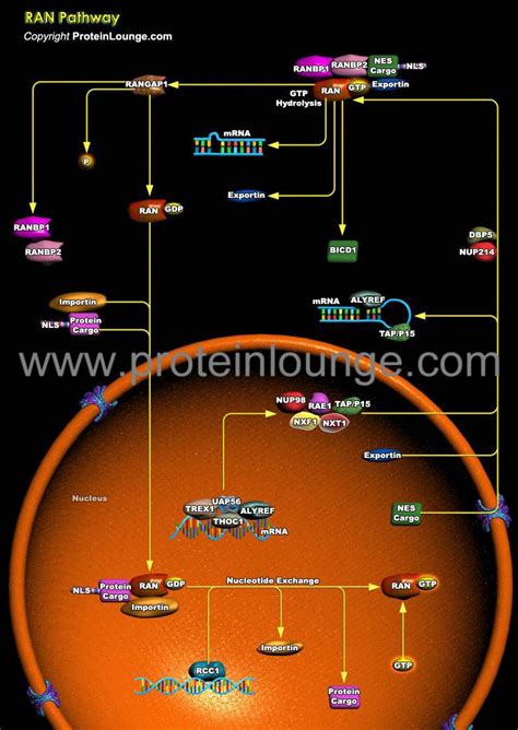 Biological Databases And Tools Ran Pathway Protein Lounge