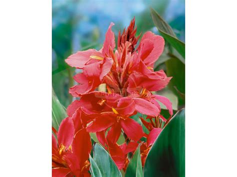 Dosna City Of Portland 1 Ks Jahodárna Brozany