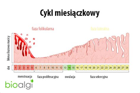 Cykl Miesiączkowy Bioalgi