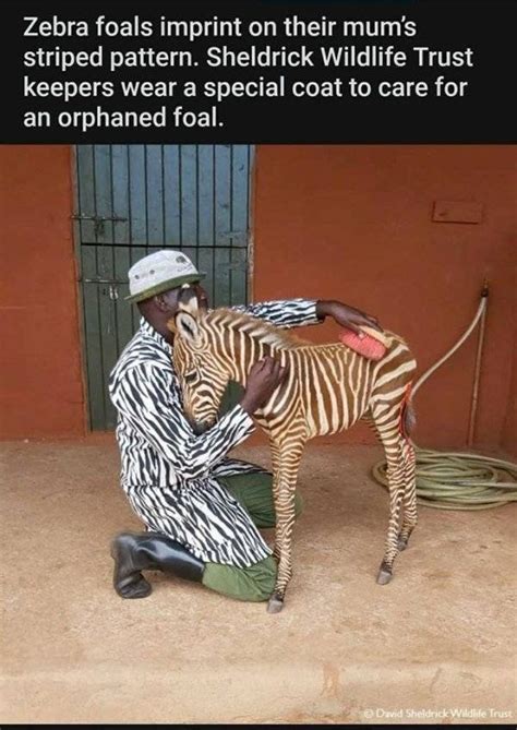 Wholesome Stories 40 Pics