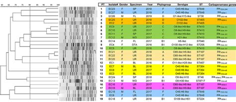 Pfge Profiles Phylogenetic Groups Serotypes Sequence Types Sts Of