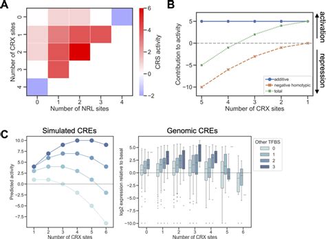 Using Interpretable Deep Learning Tools To Decipher Gene Regulation Genetics