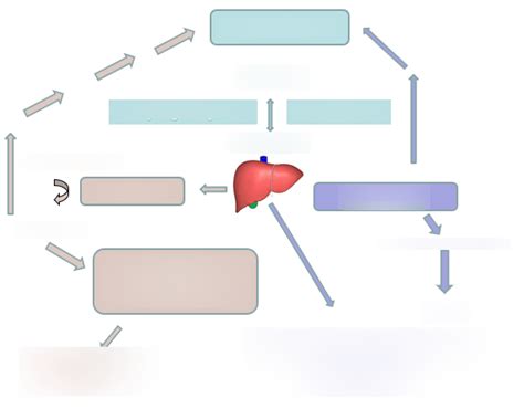 Liver Functions Flow Chart Diagram Diagram Quizlet