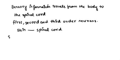 Solved 27 Sensory Information Travels To The Brain Via A Ascending Tracts B Descending