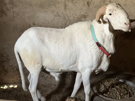 Mon Père Est En Ce Moment En Train De Chercher Un Mouton à Acheter