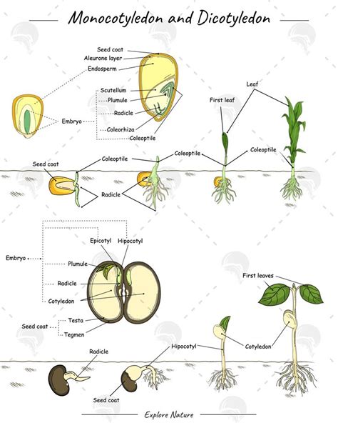 Monocot Seed And Dicot Seed Biology Notes Plant Science Science Project Models