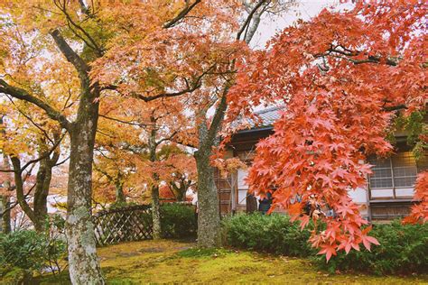 枫叶树图片简单 枫叶树图片简笔画图片 枫叶树图片 第2页 大山谷图库