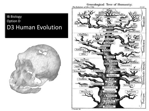 Ppt Ib Biology Option D D3 Human Evolution Powerpoint Presentation