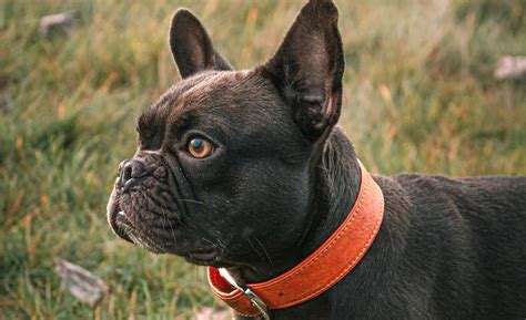 Keratoconjunctivitis Sicca And Extract Of Maqui En Soria Natural