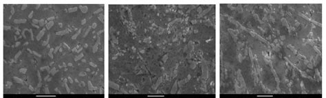 The Sem Micrograph Of Composites A Composite A B Composite B C Download Scientific Diagram