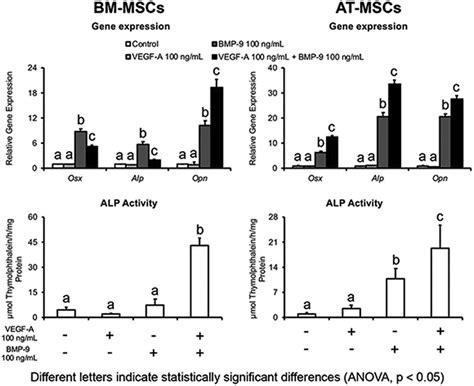 Osteoblast Differentiation Of Bm Mscs And At Mscs Induced By Vegf A And Download Scientific