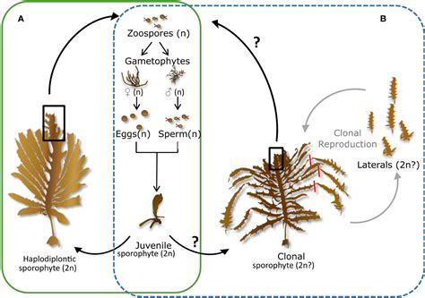 Frontiers Genomic Consequences And Selection Efficacy In Sympatric Sexual Versus Asexual Kelps
