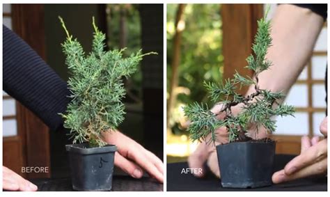 Bonsai Empire On Tumblr