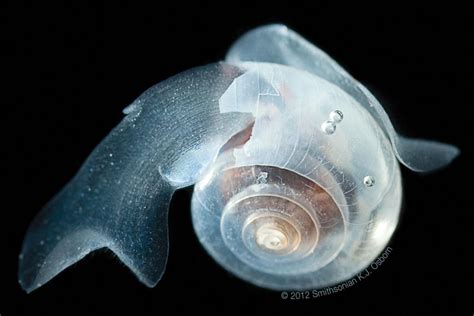 What Tiny Mollusks In Antarctica Can Tell Us About Ocean Acidification