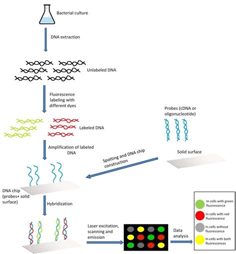 The Workflow Of Bacterial Identification Using Dna Microarray Dna Was