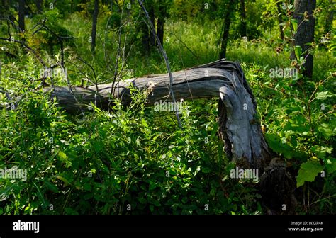 A Bent And Broken Tree Trunk In The Forest Of Spruce Woods Provincial Park Manitoba Stock Photo