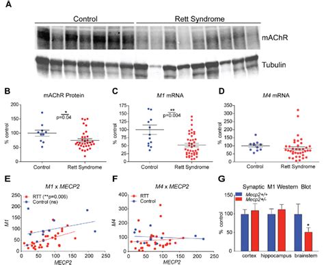 M 1 Expression Is Decreased In Temporal Cortex Samples From 40 Rett Download Scientific Diagram