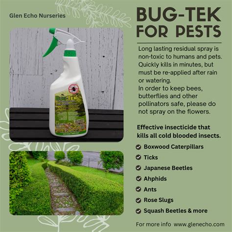 Pest Problems On Your Boxwoods Try Bug Tek Glen Echo Nurseries