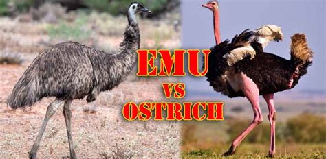 Emu Vs Ostrich Differences Between These Giant Birds Taj Birds