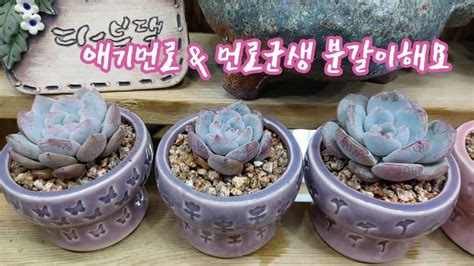 꽃나래다육의 애기 먼로들 분갈이해요 분갈이를 빨리 해주어야 예쁘게 굳어져요~ Youtube