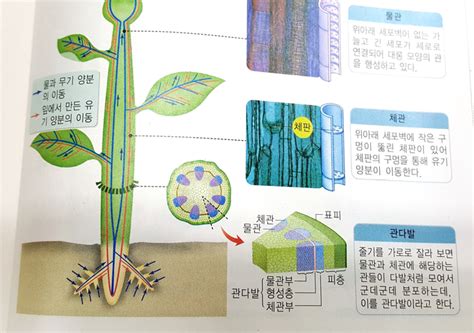 식물의 줄기 탐구하기 네이버 블로그