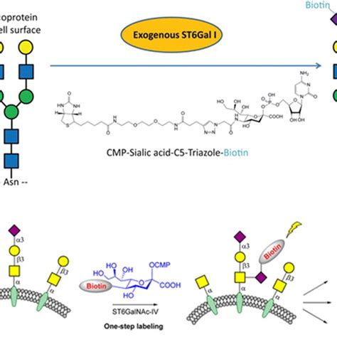 Workflow Of Autocell‐surface Capture The Steps Include Glycan Download Scientific Diagram