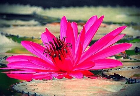 Powai Lake Beautiful Location In Mumbai E India Tourism