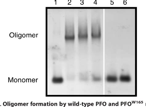 Figure 2 From Monomer Monomer Interactions Propagate Structural Transitions Necessary For Pore