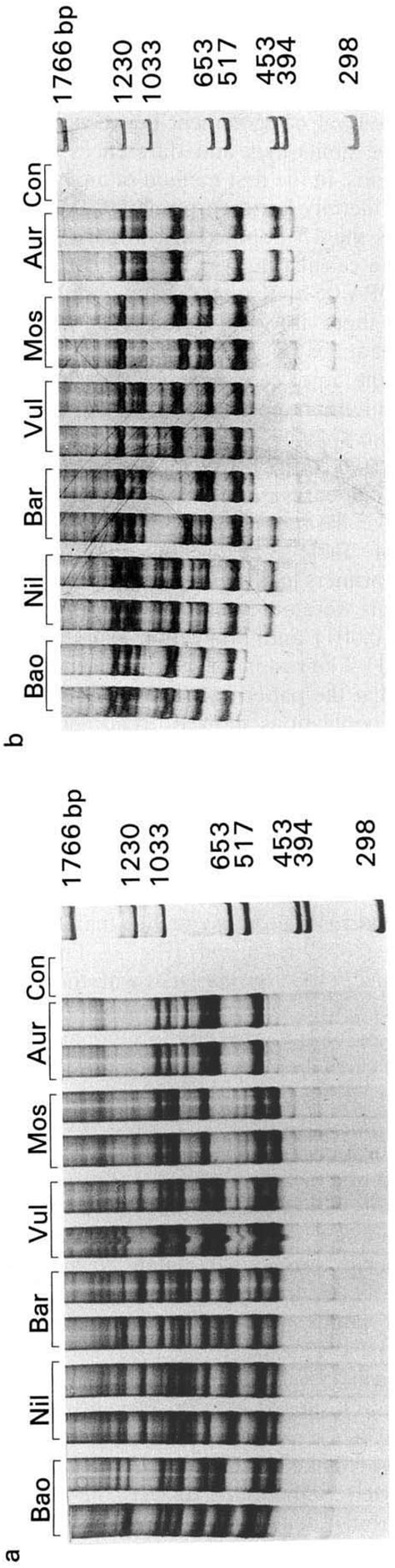 rapd patterns from each of six populations using a primer opa 04 and