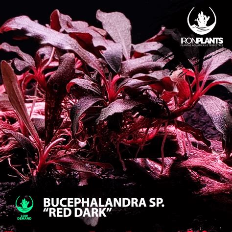 Bucephalandra Red Dark” Habittance