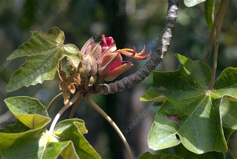 Chiranthodendron Pentadactylon Stock Image C0084600 Science
