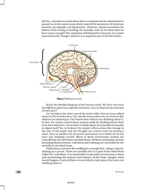 NCERT Book Class 10 Science Chapter 7 Control And Coordination